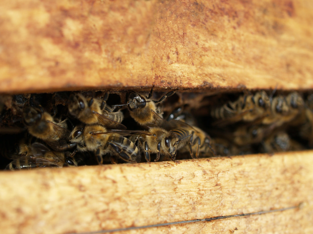 Bees in Winter. Where do they buzz off to? – Airborne Honey